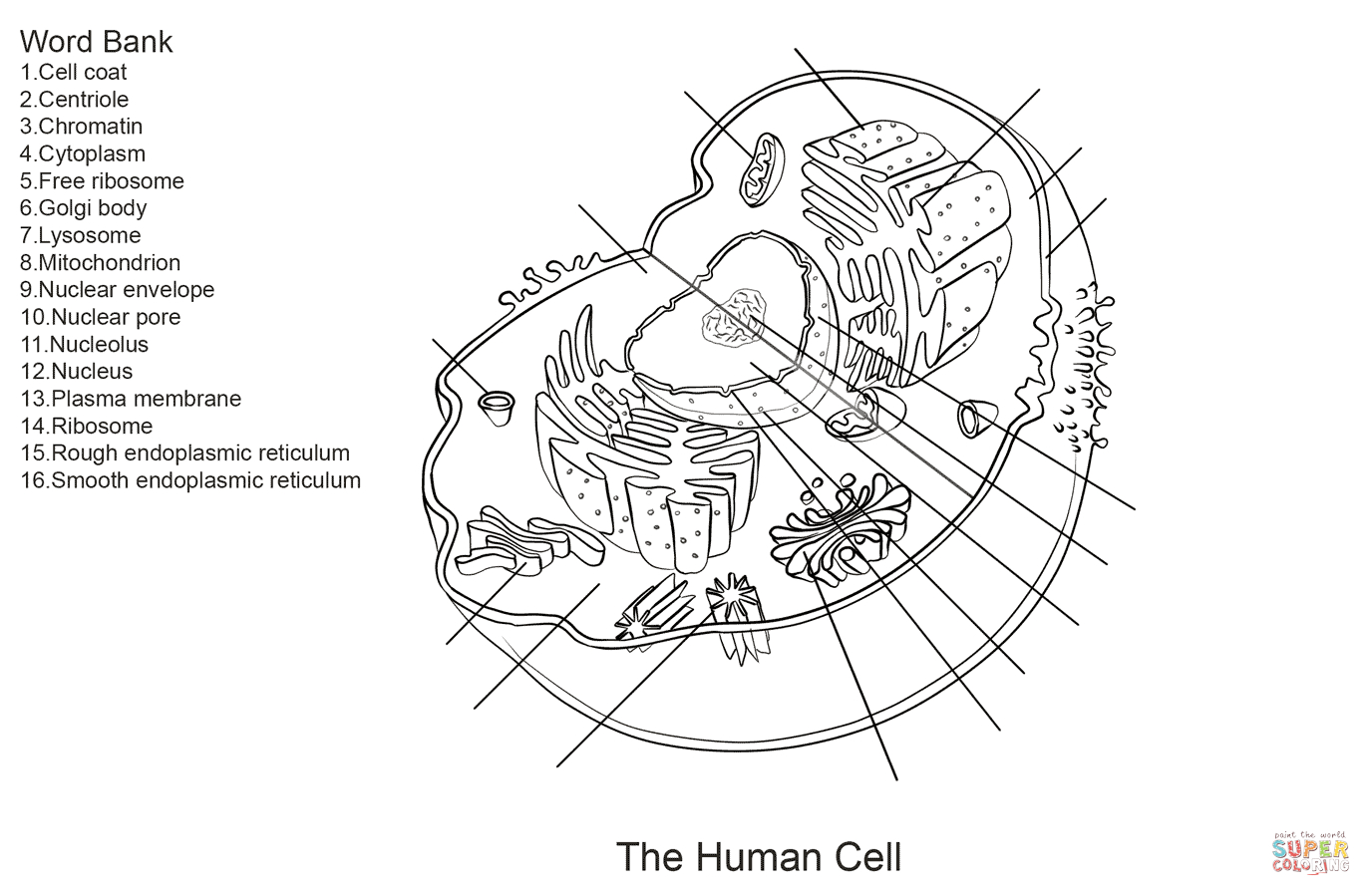 Free Printable Cell Worksheets Free Printable Cell Worksheets